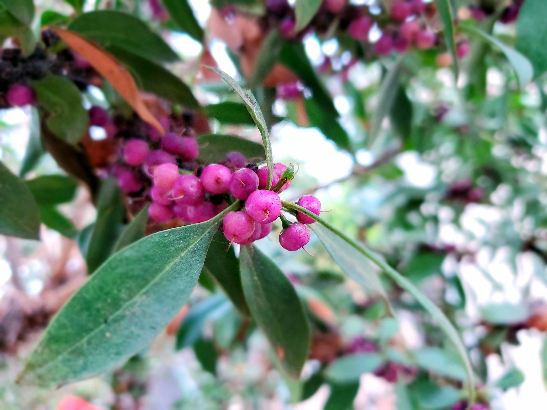 Australia's National Fruit – Altina Drinks